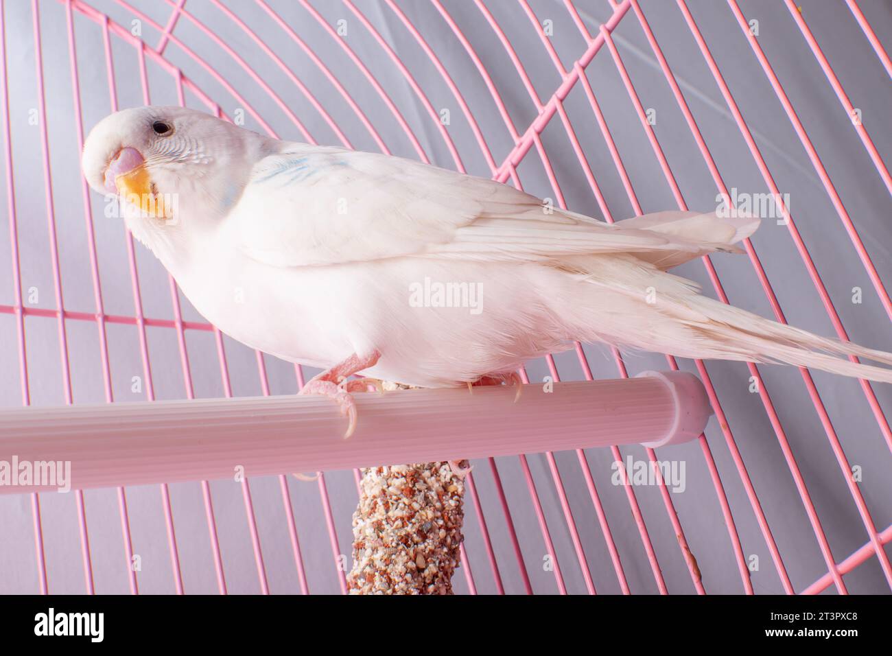 Close-up of a budgie sitting in a pink cage Stock Photo - Alamy