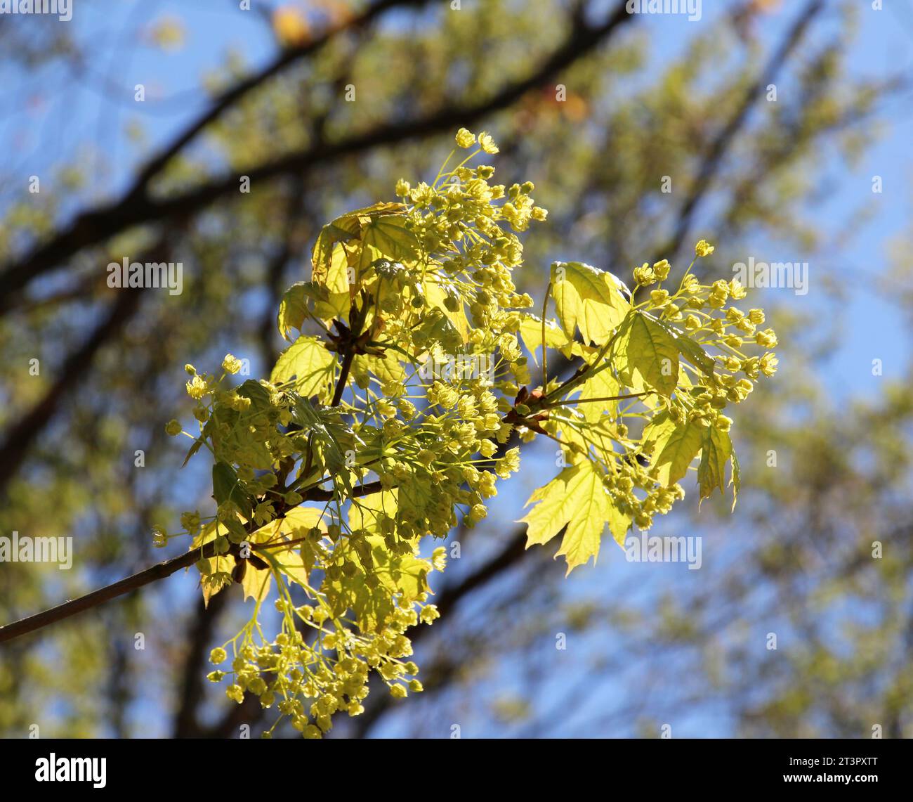 Maple (Acer platanoides) blooms in spring in nature Stock Photo - Alamy