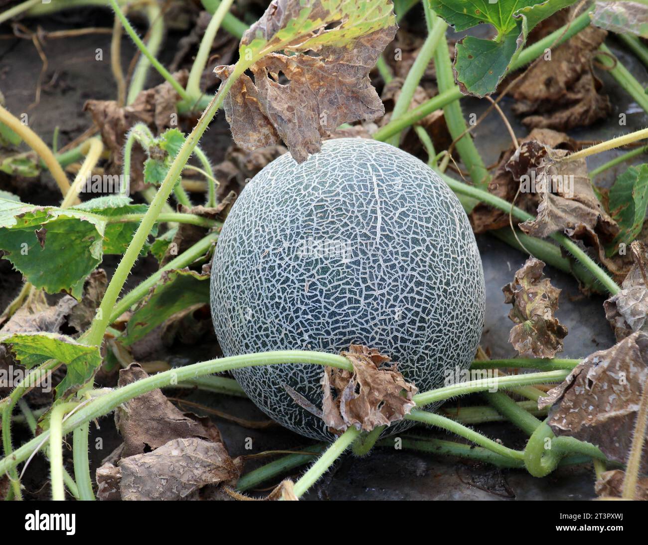 Summer melons hi-res stock photography and images - Alamy