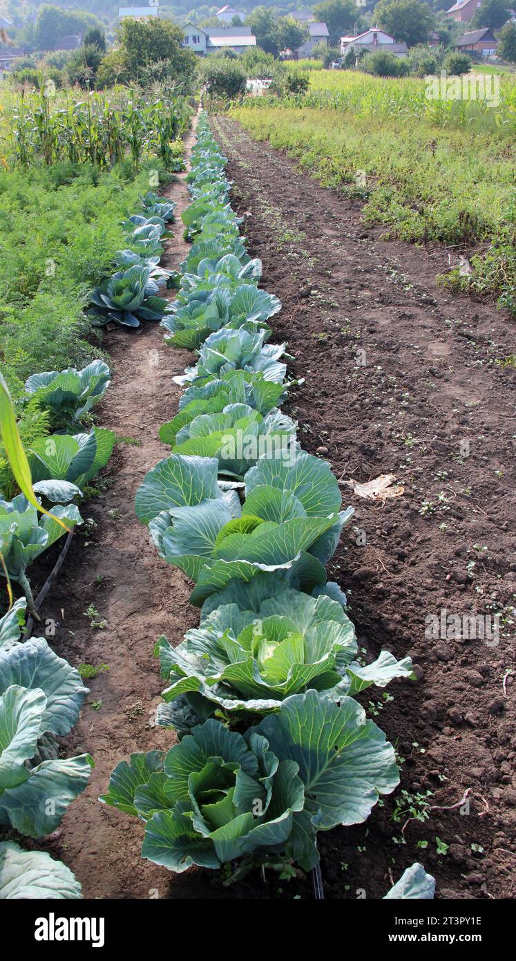 Cabbage grows in the organic open ground in the garden Stock Photo - Alamy