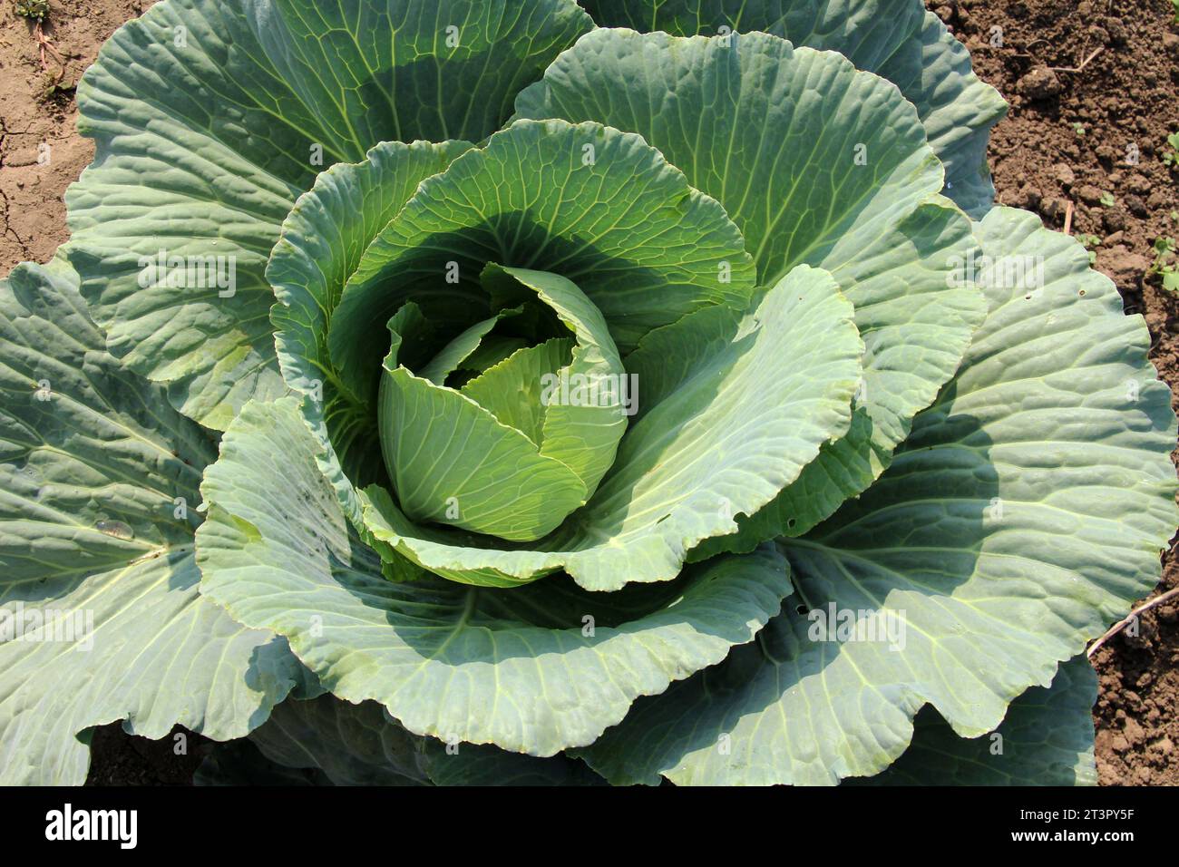 Open cabbage hi-res stock photography and images - Alamy