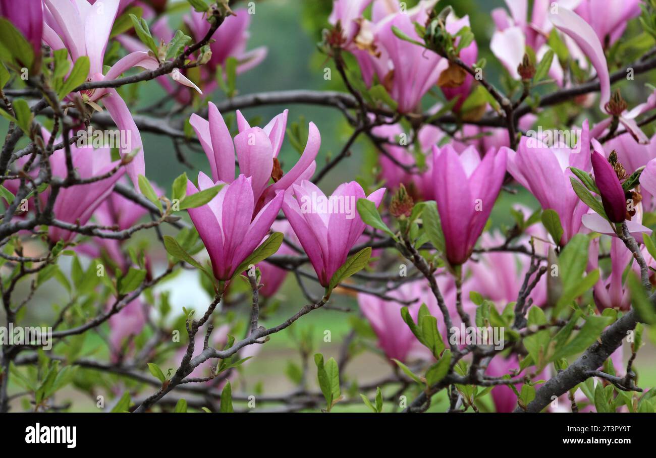 Magnolia liliiflora blooming in hi-res stock photography and images - Alamy