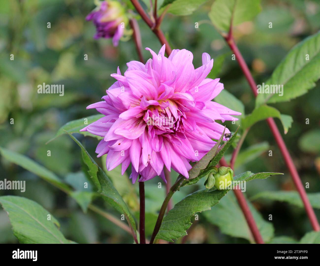 Garden dahlias (Dahlia pinnata) bloom in the flower garden at the end ...