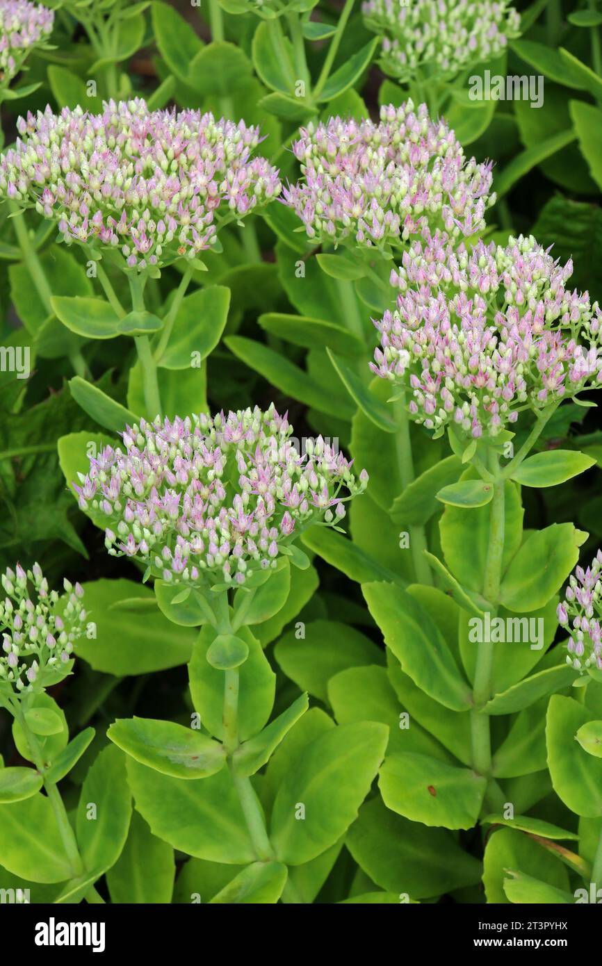 Decorative garden plant sedum hi-res stock photography and images - Alamy