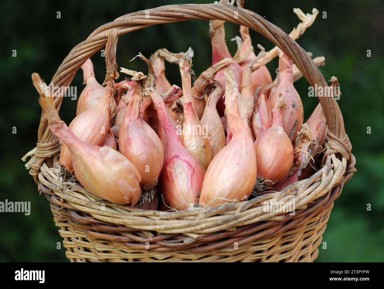 Harvest of the popular type of shallot (Allium ascalonicum Stock Photo ...