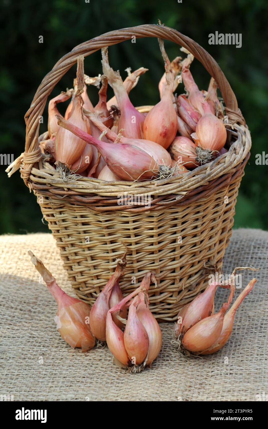 Harvest of the popular type of shallot (Allium ascalonicum Stock Photo ...