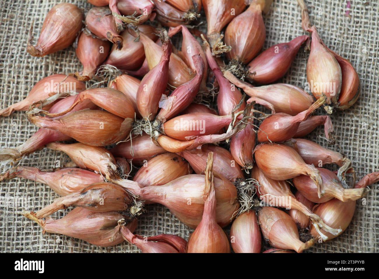 Harvest of the popular type of shallot (Allium ascalonicum Stock Photo ...