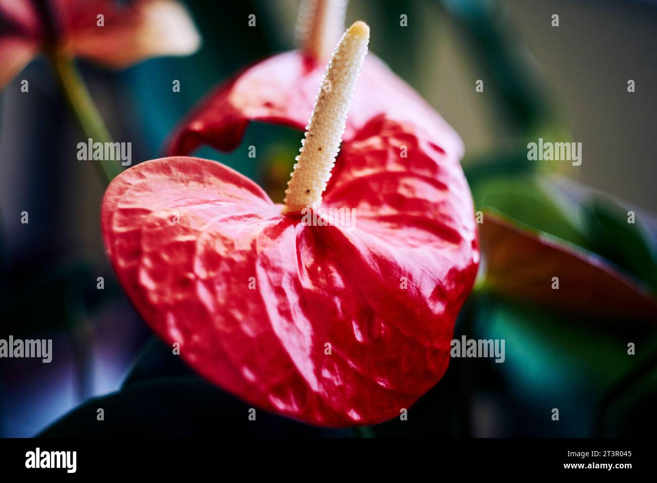 Red Anthurium Flamingo Flower. Anthurium is a genus of about 1000 ...