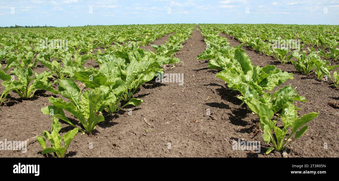 At the beginning of summer, sugar beets grow on a farm field Stock ...