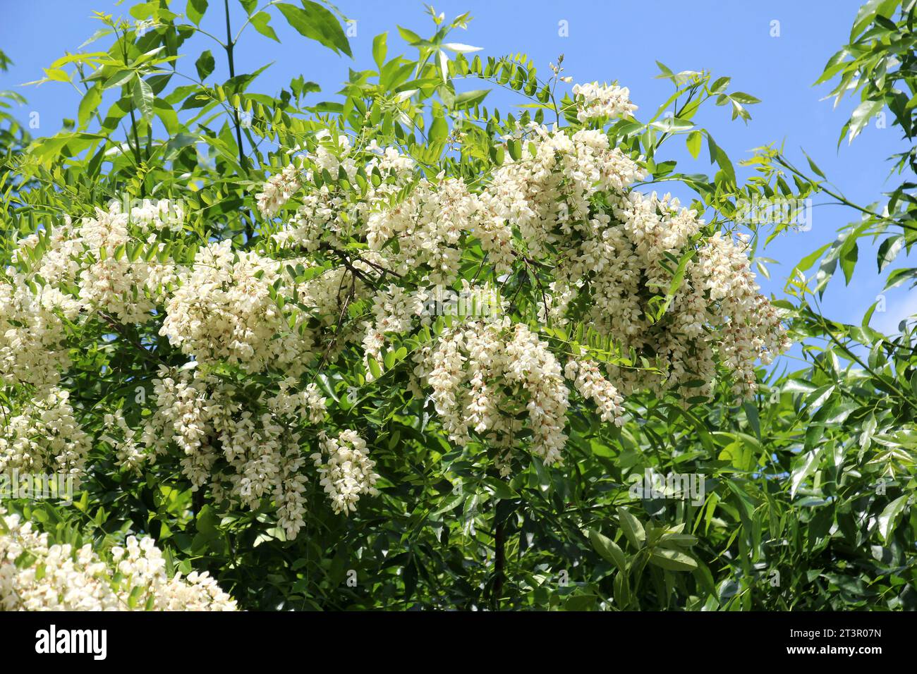 In the spring, white acacia (Robinia pseudoacacia) blossoms in the wild ...