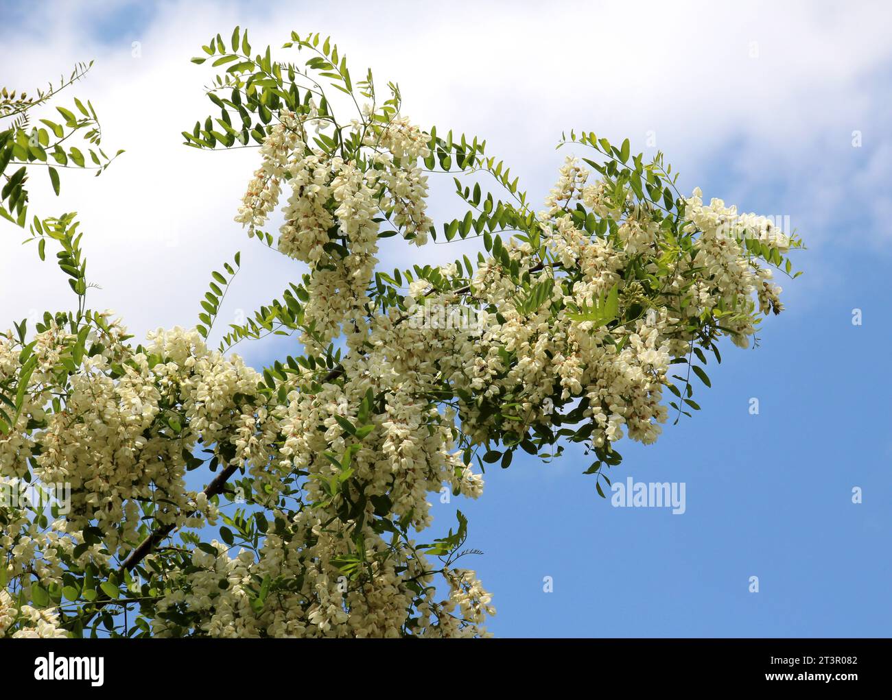 In the spring, white acacia (Robinia pseudoacacia) blossoms in the wild ...