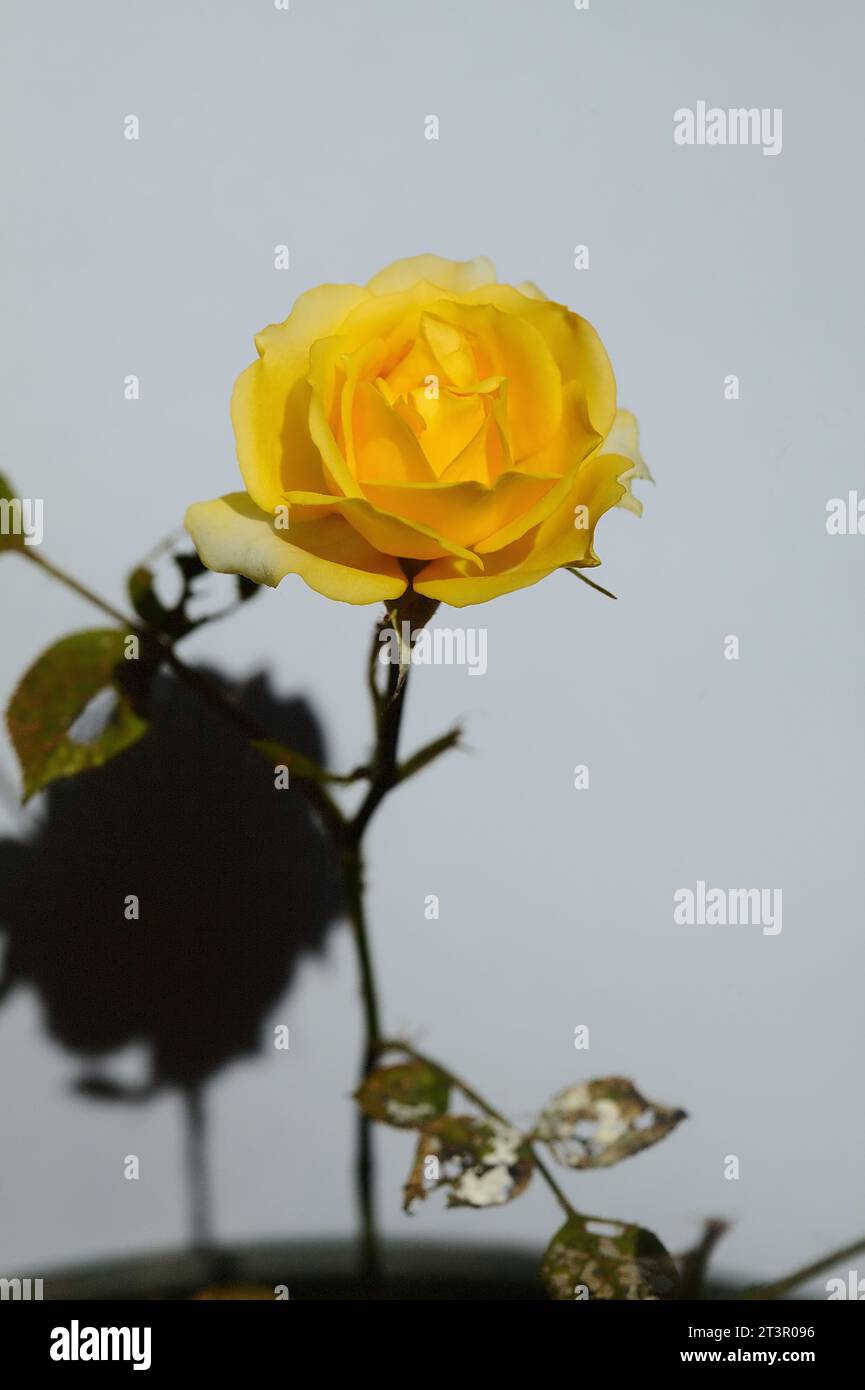 Miniature rose in bloom seen up close Stock Photo - Alamy