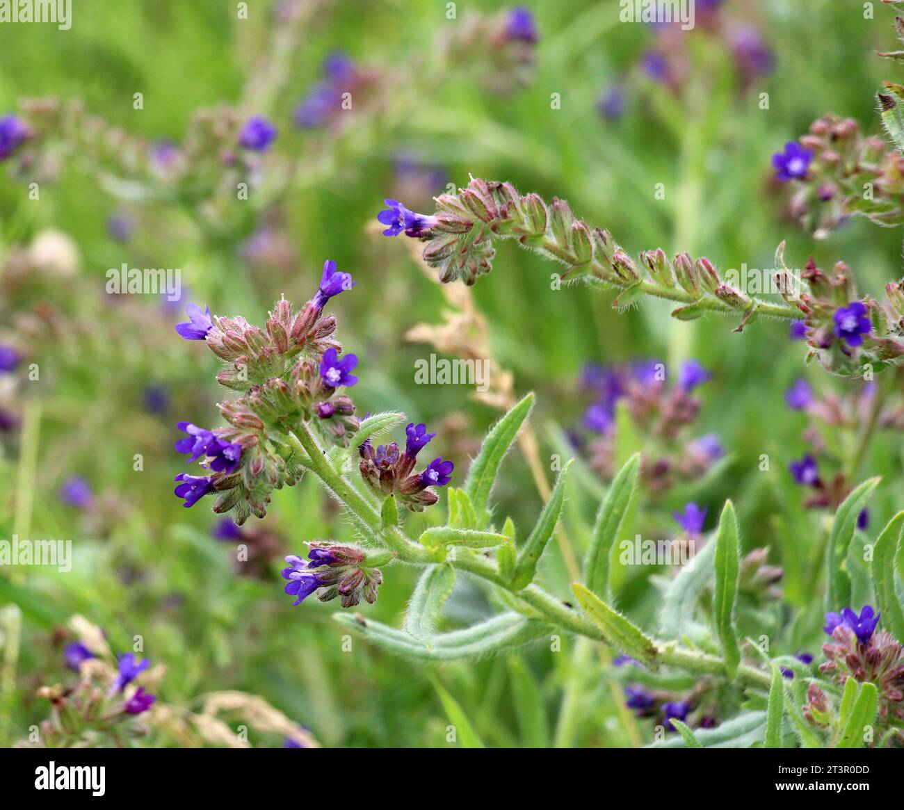 Anchusa blooms in the wild in the meadow Stock Photo - Alamy