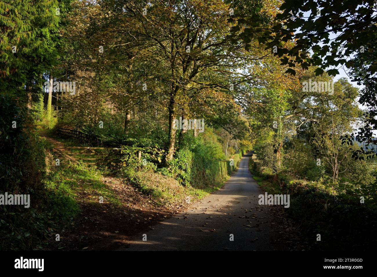 Rural lane through woodland, Lostwithiel, Cornwall Stock Photo - Alamy
