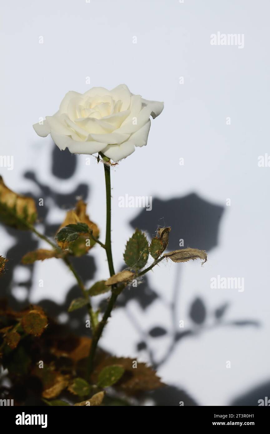 Miniature rose in bloom seen up close Stock Photo - Alamy