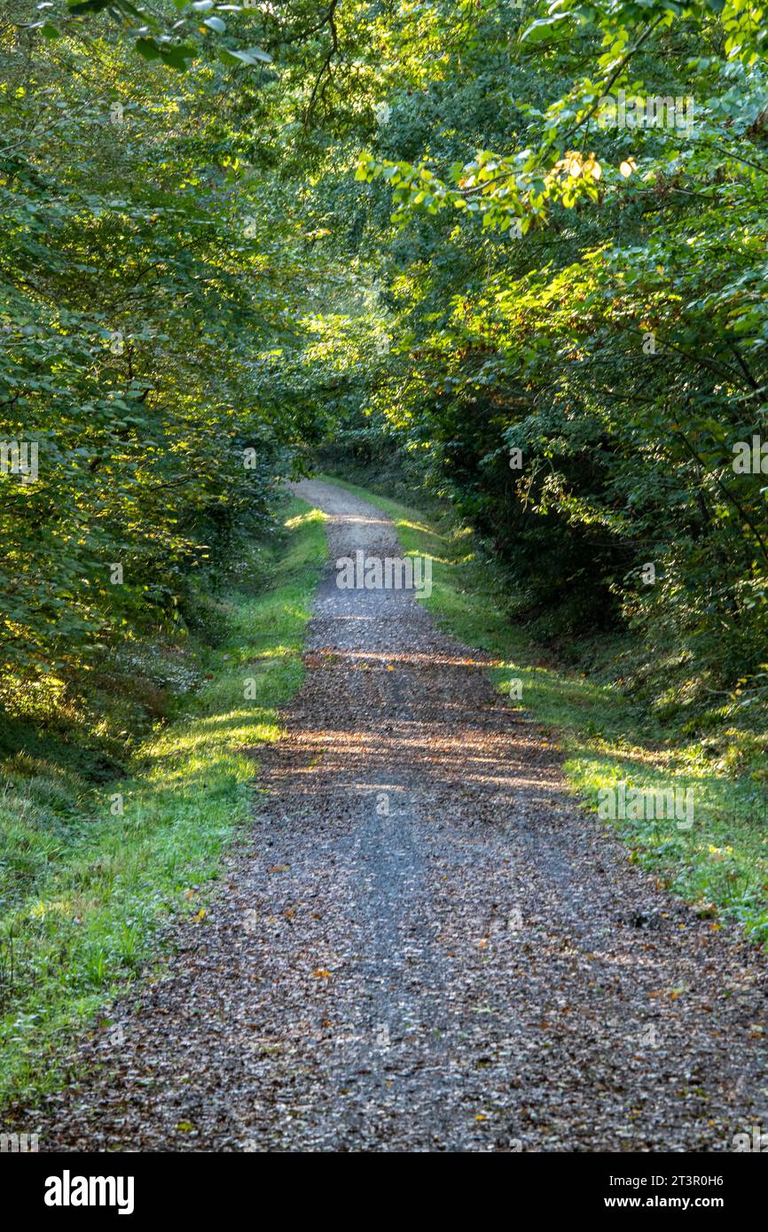 woodland track disappearing into the distance to a vanishing point ...
