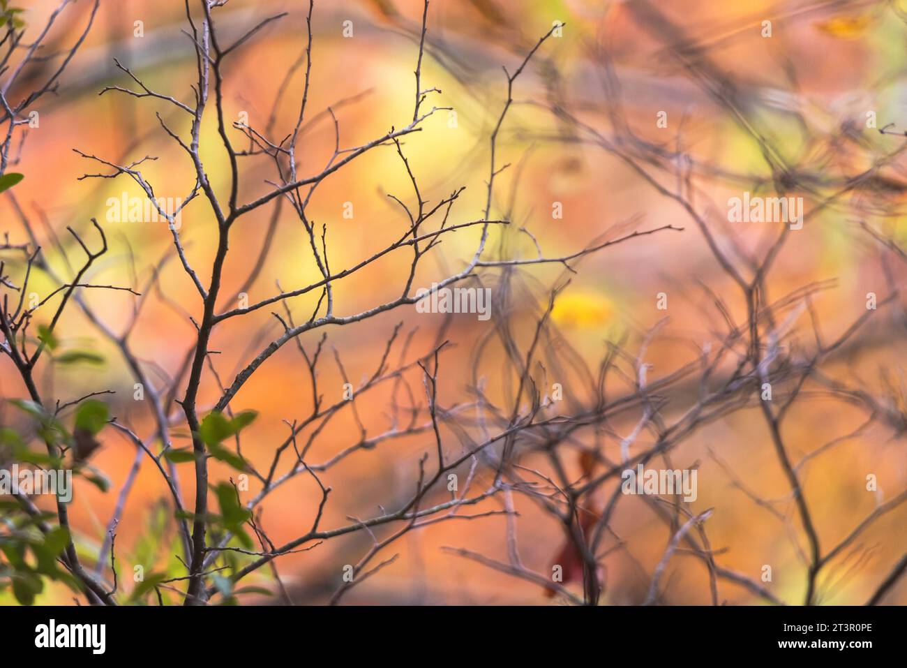 Beautiful bright autumn color close up background in Austin, Texas ...
