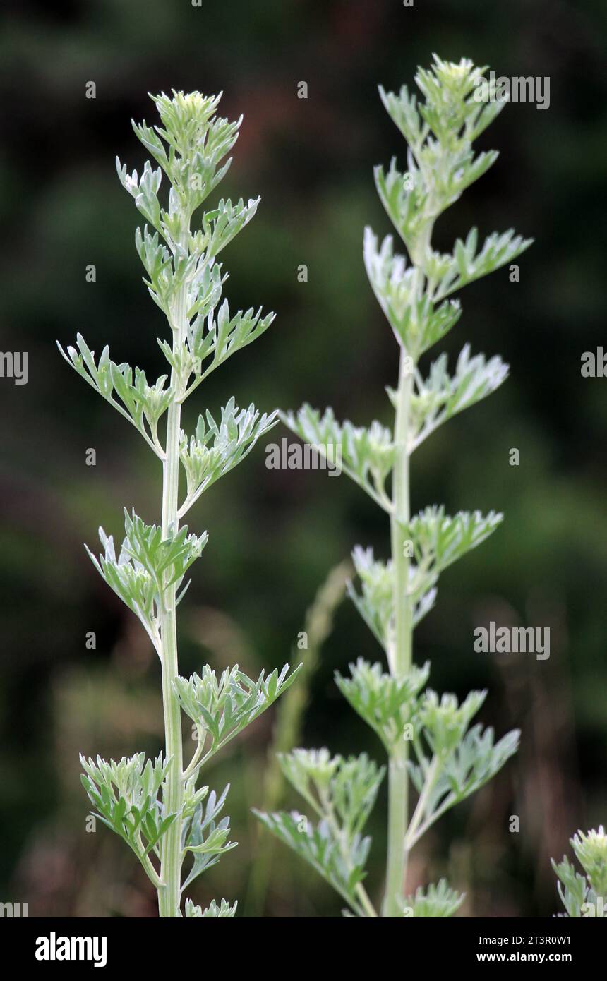 Bitter wormwood (Artemisia absinthium) bush grows in the wild Stock ...