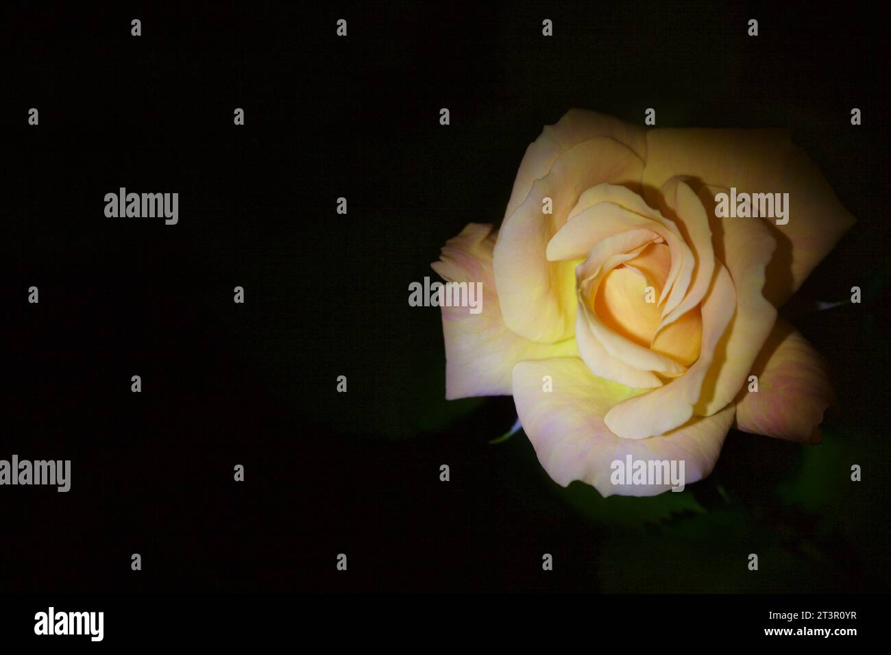 Miniature rose in bloom seen up close Stock Photo - Alamy