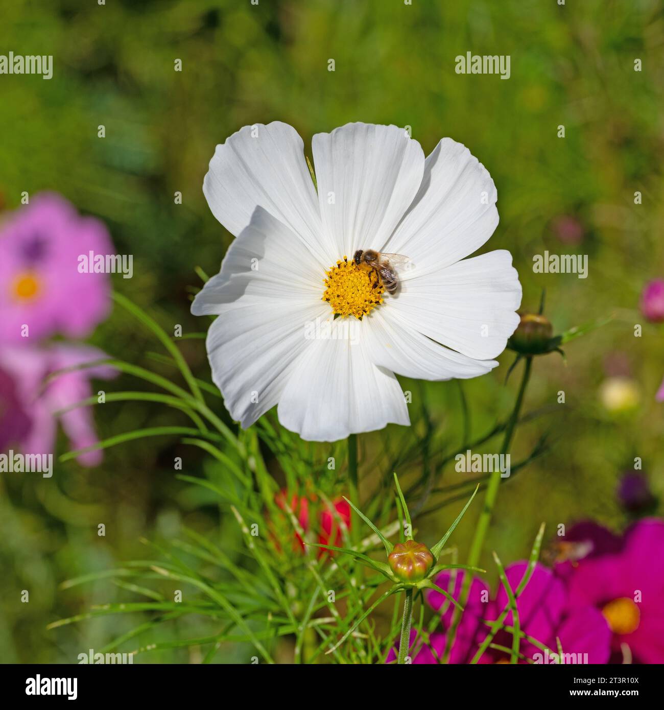 Cosmea, Cosmos bipinnatus, flowers in a close-up Stock Photo - Alamy