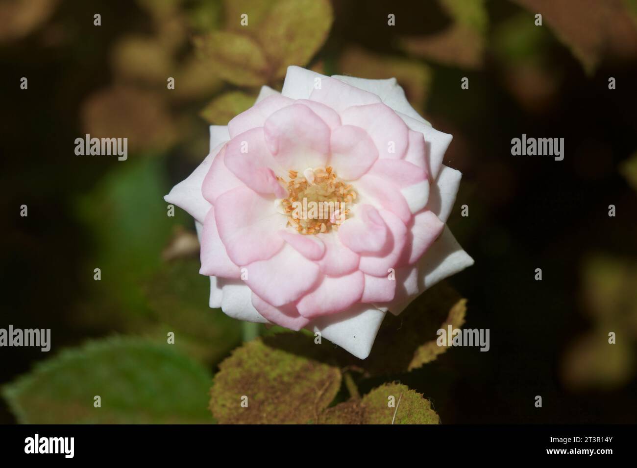 Miniature rose in bloom seen up close Stock Photo - Alamy