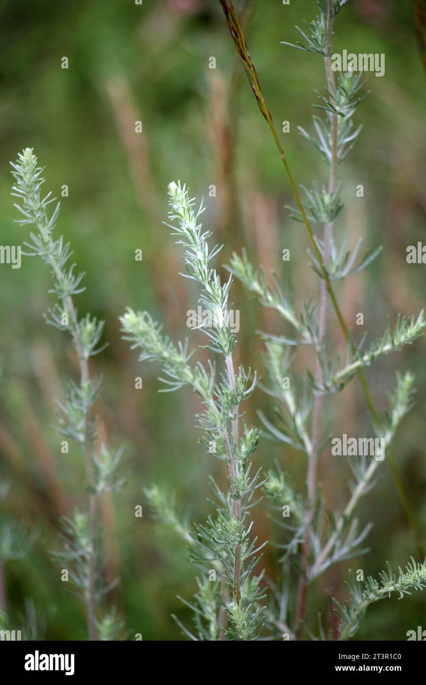 A type of wormwood grows in the wild - Artemisia marschalliana Stock ...