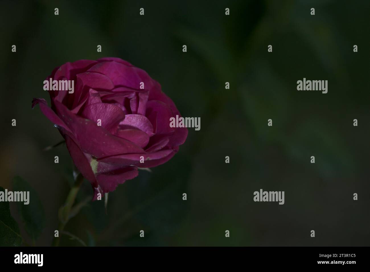 Miniature rose in bloom seen up close Stock Photo - Alamy