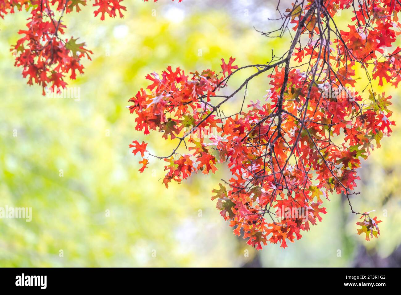 Austin background hi-res stock photography and images - Alamy