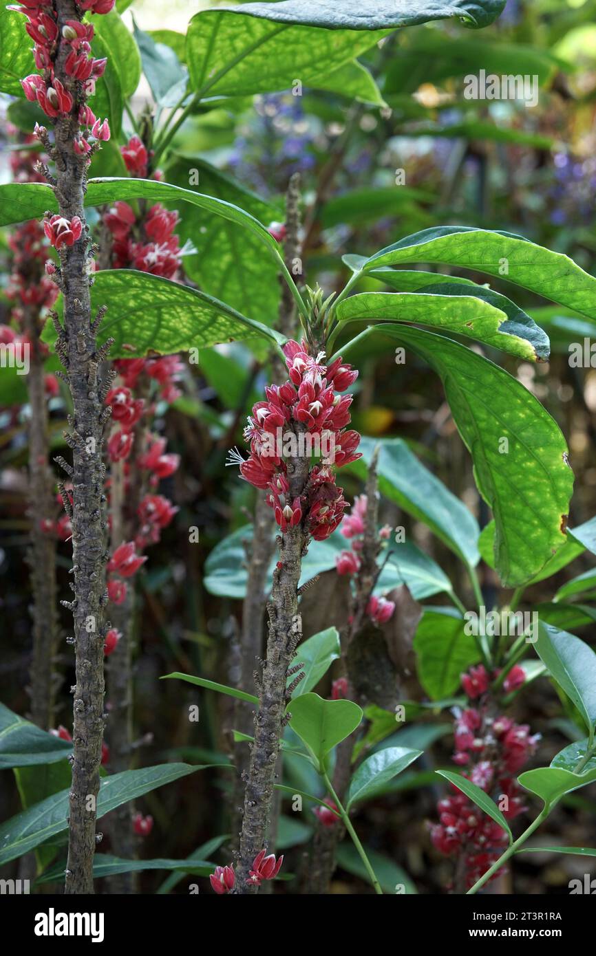 Pavonia cauliflora hi-res stock photography and images - Alamy