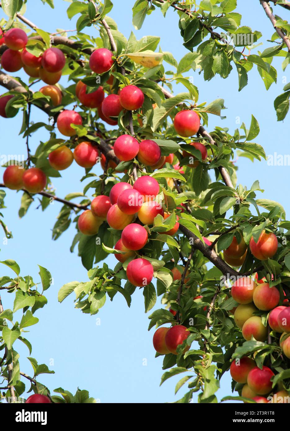 On the branches of the tree ripen fruits of plums (Prunus cerasifera ...