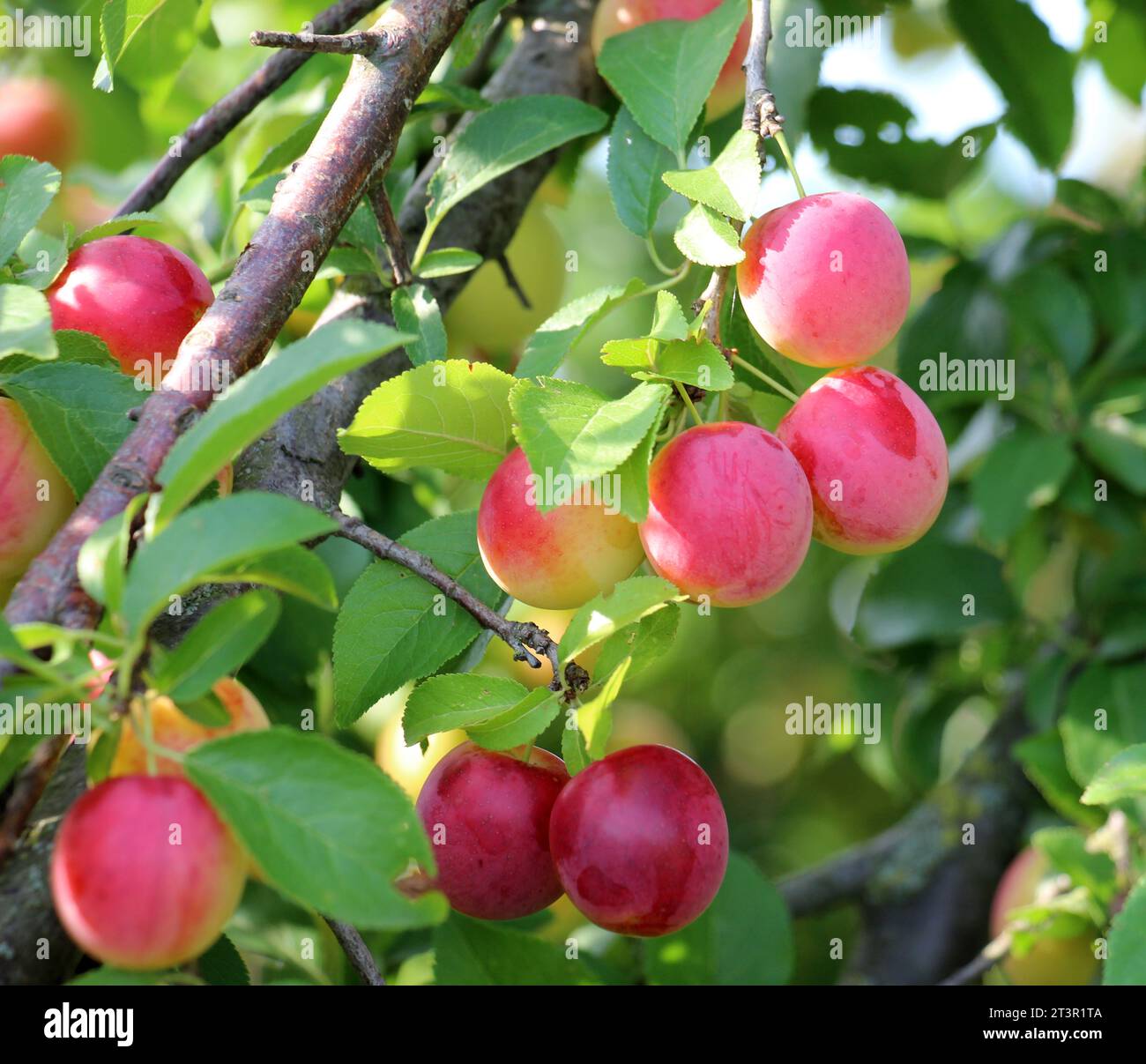 On the branches of the tree ripen fruits of plums (Prunus cerasifera ...