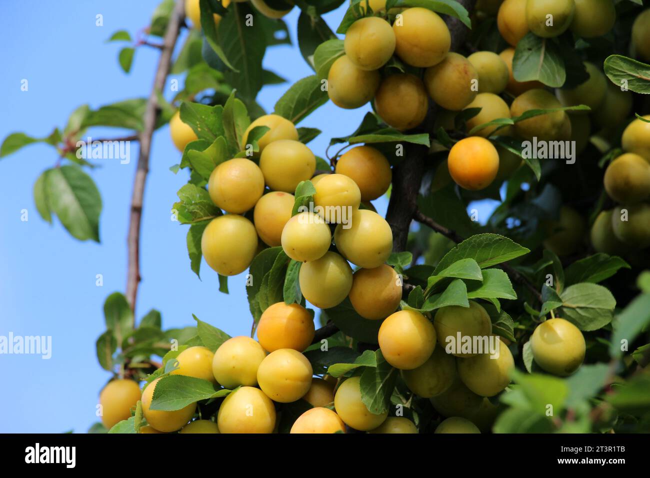 On the branches of the tree ripen fruits of plums (Prunus cerasifera ...