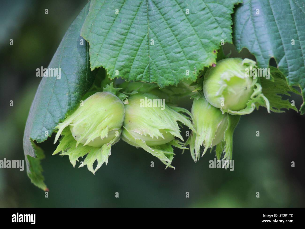 Fruits ripen on the branch of a hazelnut tree Stock Photo - Alamy