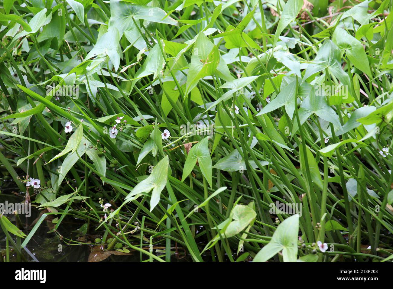 The wild aquatic plant Sagittaria sagittifolia grows in slow-flowing ...