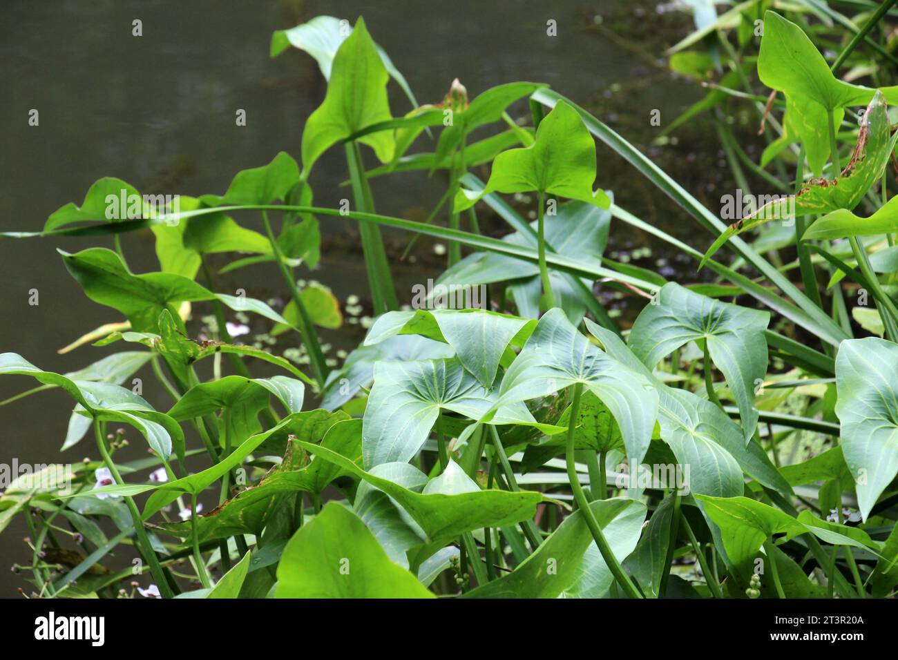 The wild aquatic plant Sagittaria sagittifolia grows in slow-flowing ...