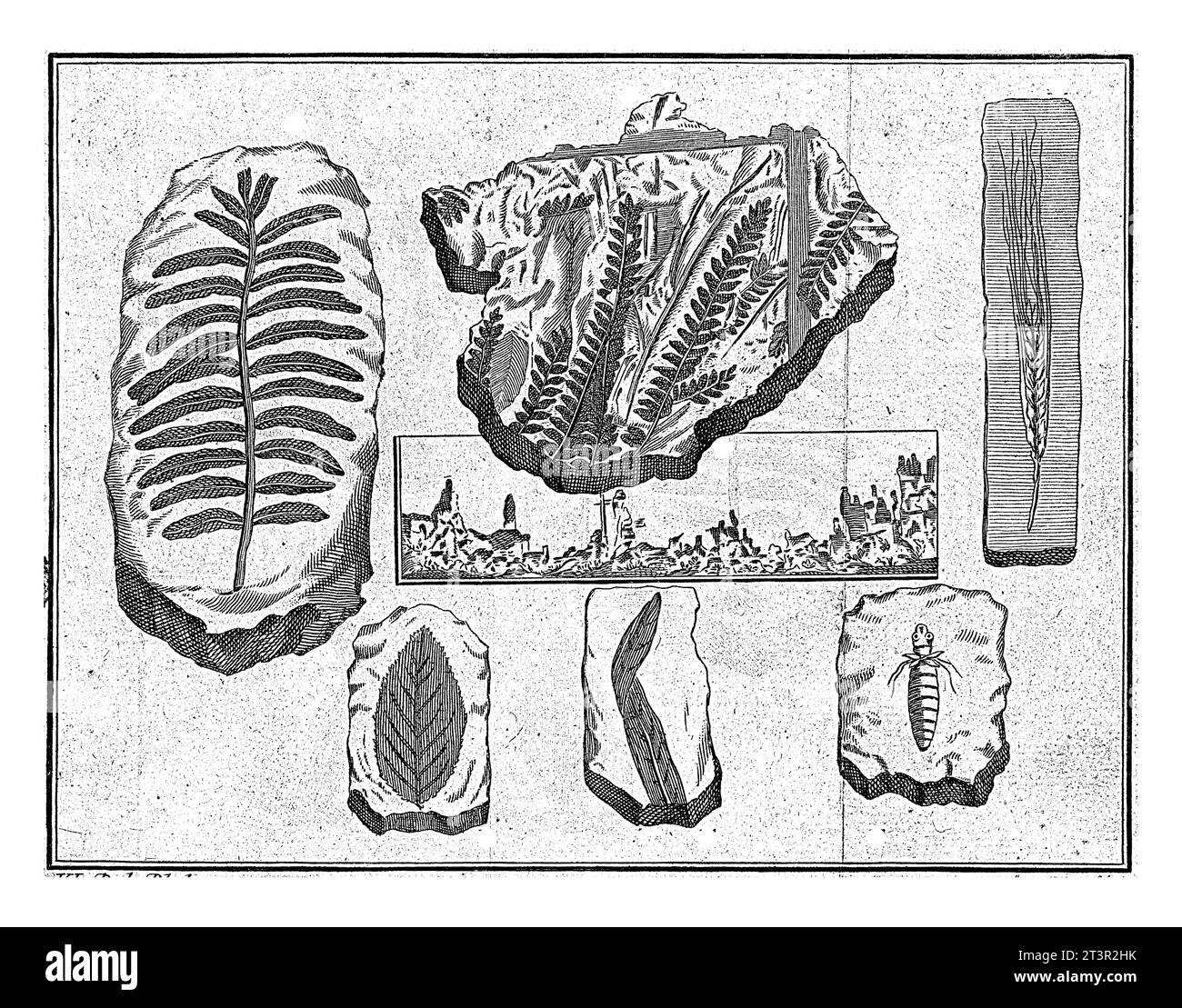 Fossils, Pieter Yver, 1722 - 1782 Various fossils with the imprint of ...
