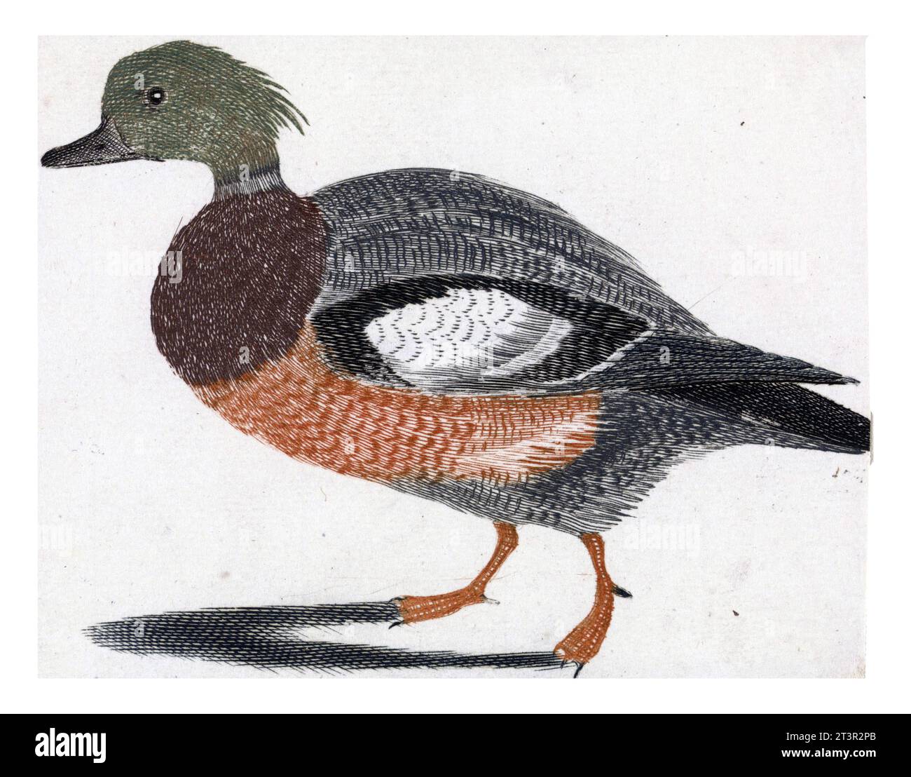 Duck to the left, anonymous, 1688 - 1698, vintage engraved Stock Photo ...