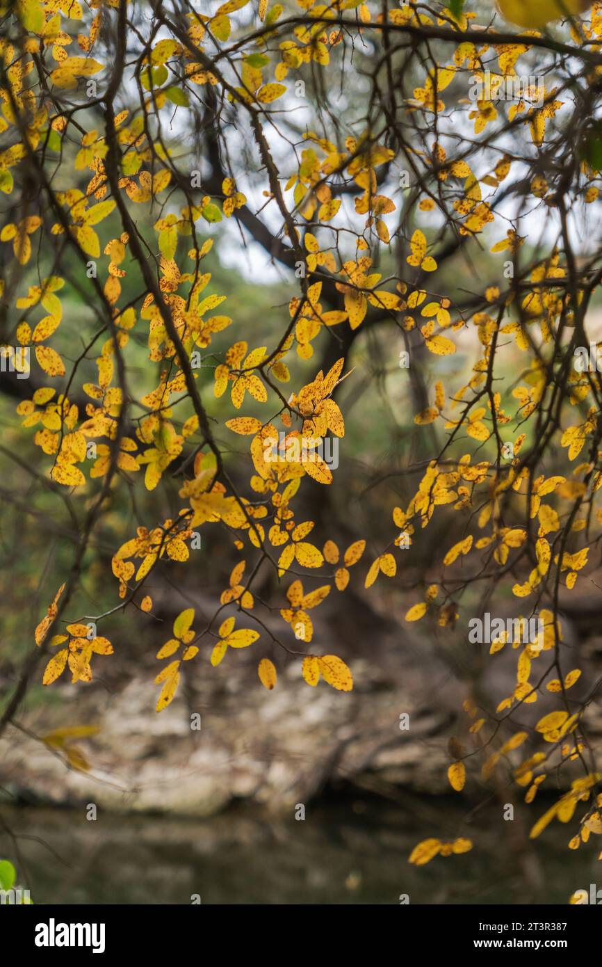 Beautiful bright autumn color close up background in Austin, Texas ...