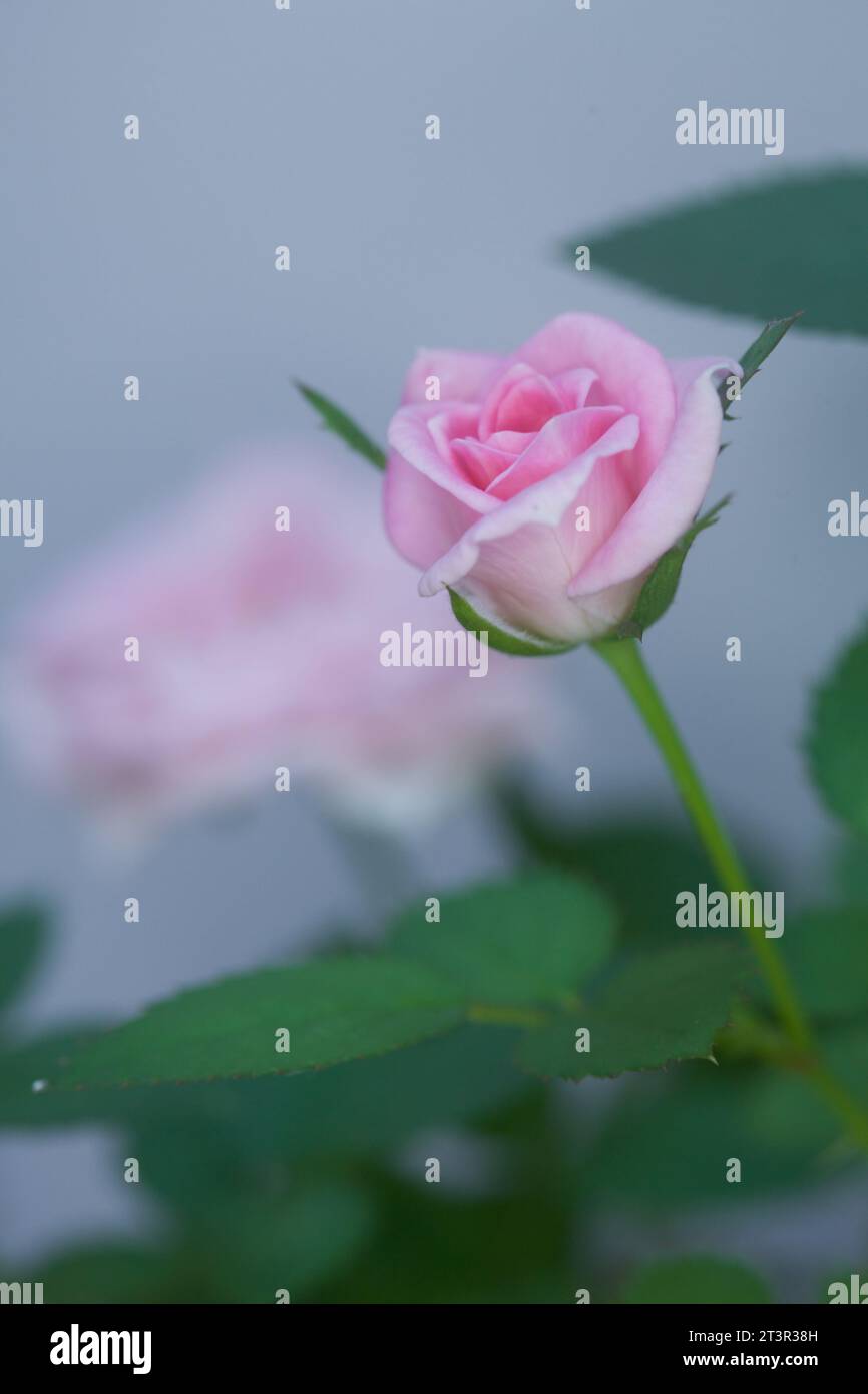 Miniature rose in bloom seen up close Stock Photo - Alamy