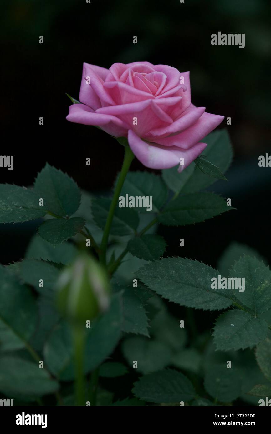 Miniature rose in bloom seen up close Stock Photo - Alamy