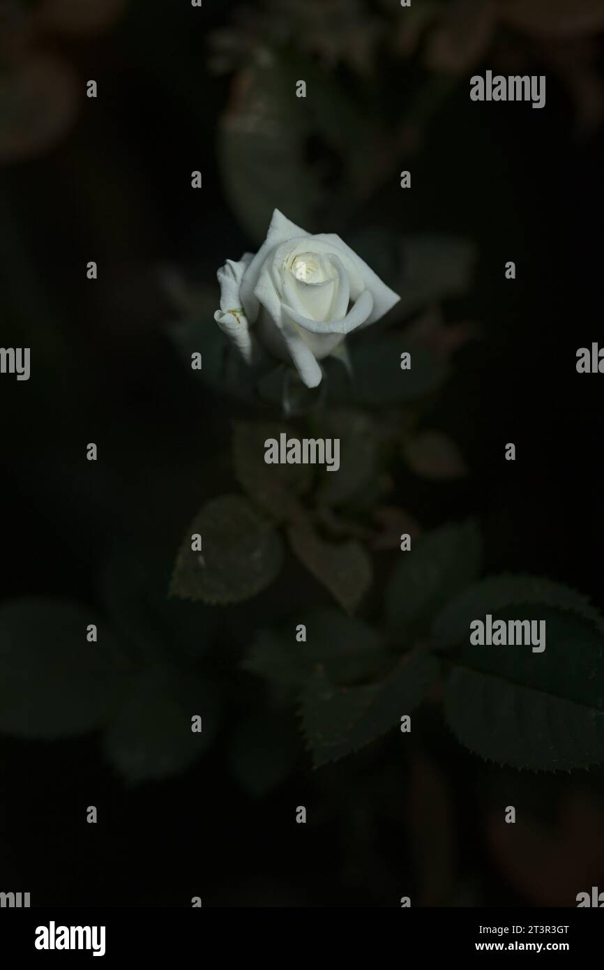 Miniature rose in bloom seen up close Stock Photo - Alamy