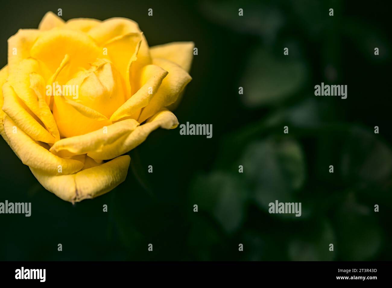 Miniature rose in bloom seen up close Stock Photo - Alamy