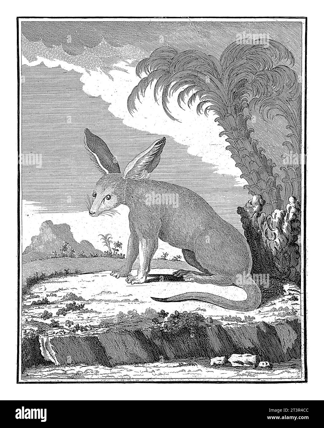 Engraved tail hi-res stock photography and images - Alamy
