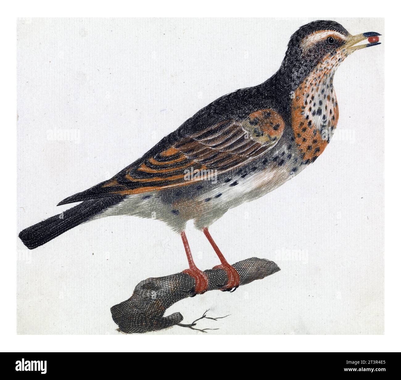 Thrush drawing Cut Out Stock Images & Pictures - Alamy