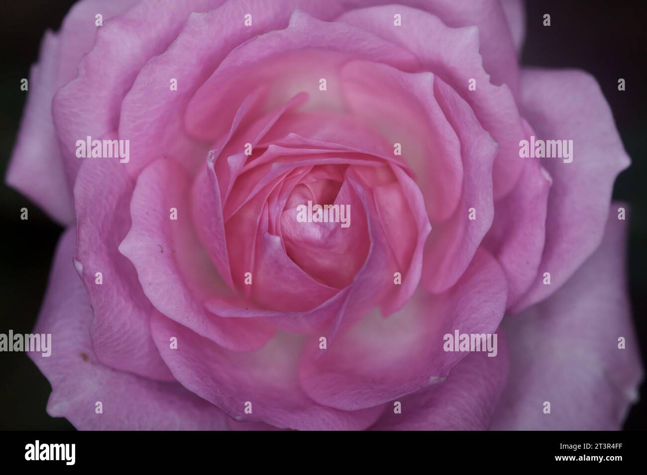 Miniature rose in bloom seen up close Stock Photo - Alamy