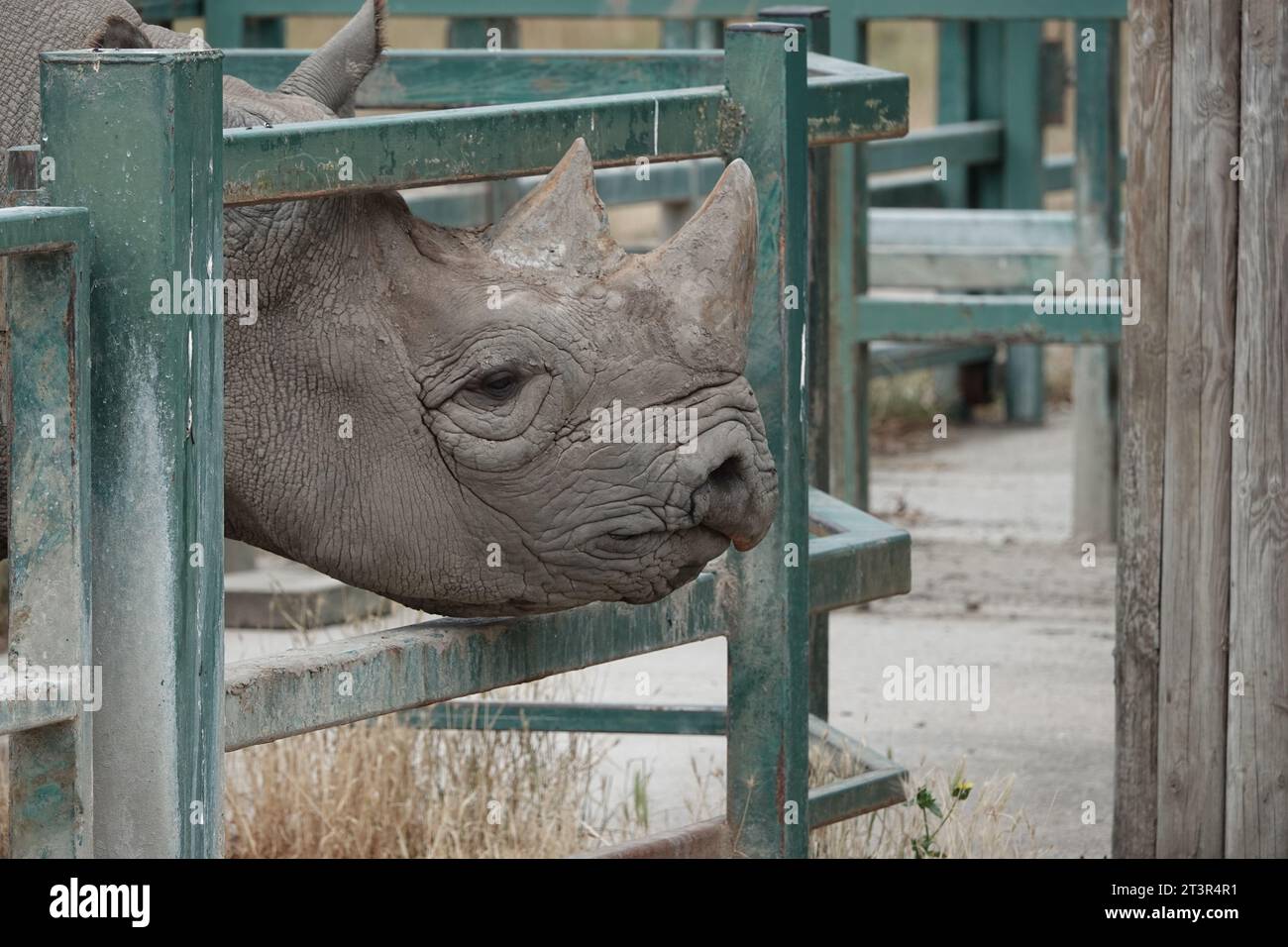Caged head hi-res stock photography and images - Alamy