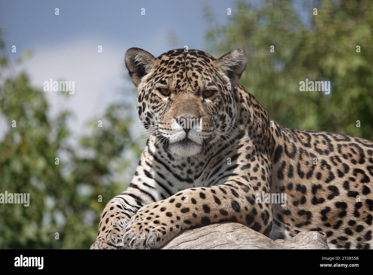 High leopard hi-res stock photography and images - Alamy