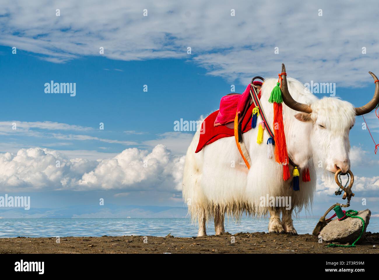 A Mianyang in Qinghai Lake, China Stock Photo - Alamy