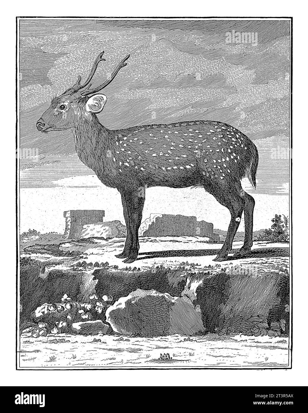 Deer, W. Tringham, after Jacques de Seve, 1773 A deer in a landscape ...