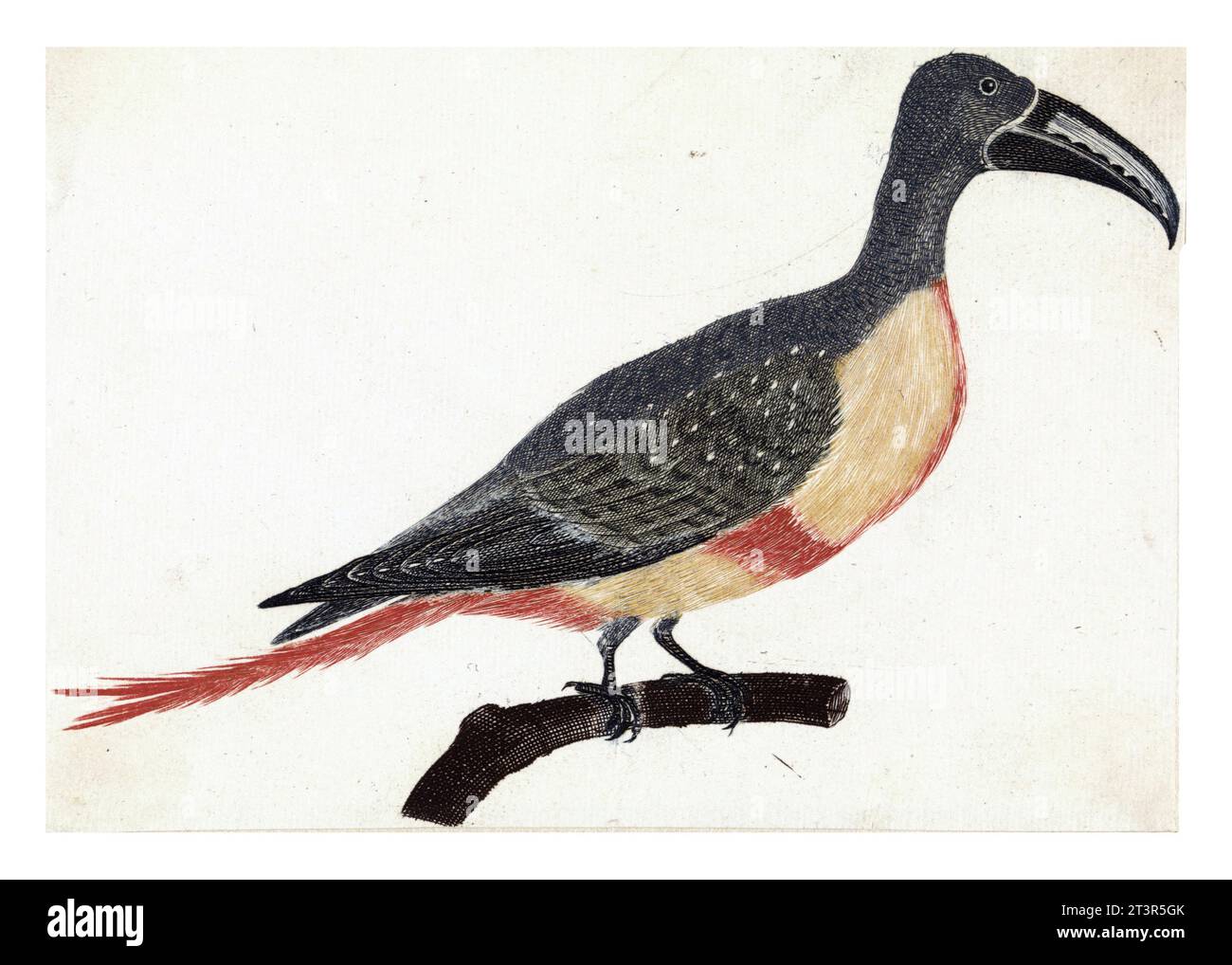 Curved branch Cut Out Stock Images & Pictures - Alamy